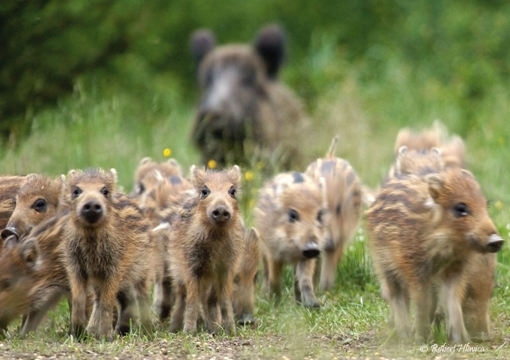 Prase divoké :: MATĚJ